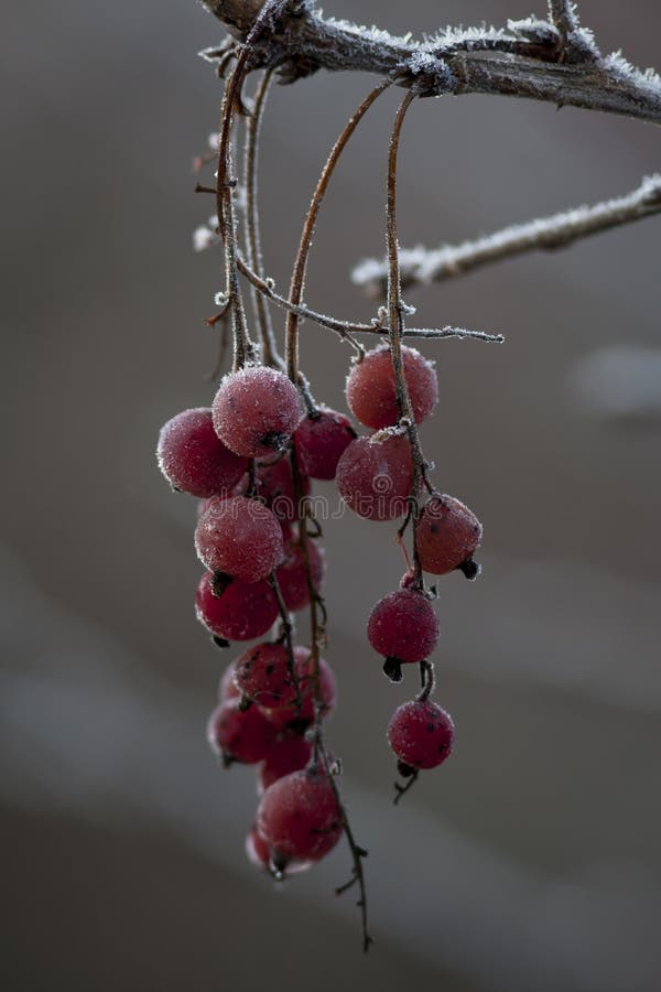Red currant berries stock photo. Image of currants, botanical - 225864686