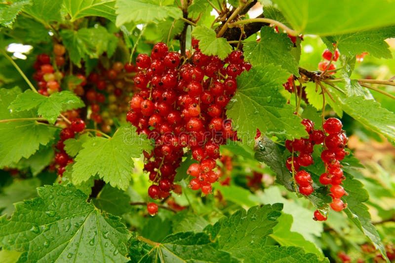 Red Currant Berries among Green Leaves after Rain Stock Image - Image ...