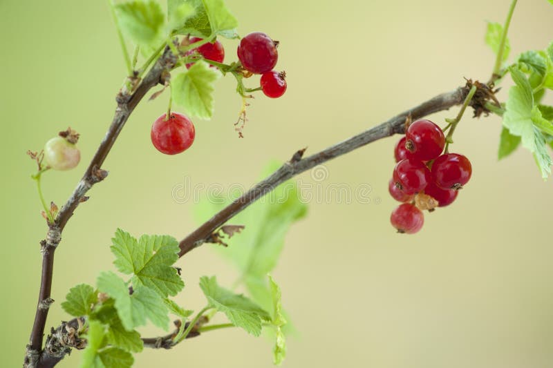 Red currant berries stock photo. Image of berries, focus - 188959698