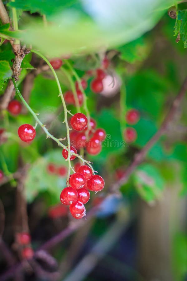 A Branch of Red Currant . Red Berry. Harvest. Summer Red Berries . . a ...