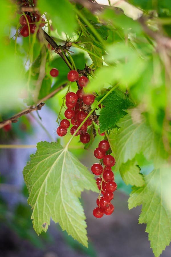 Red Currant Berries Hang on a Branch. Red Berries Stock Photo - Image ...
