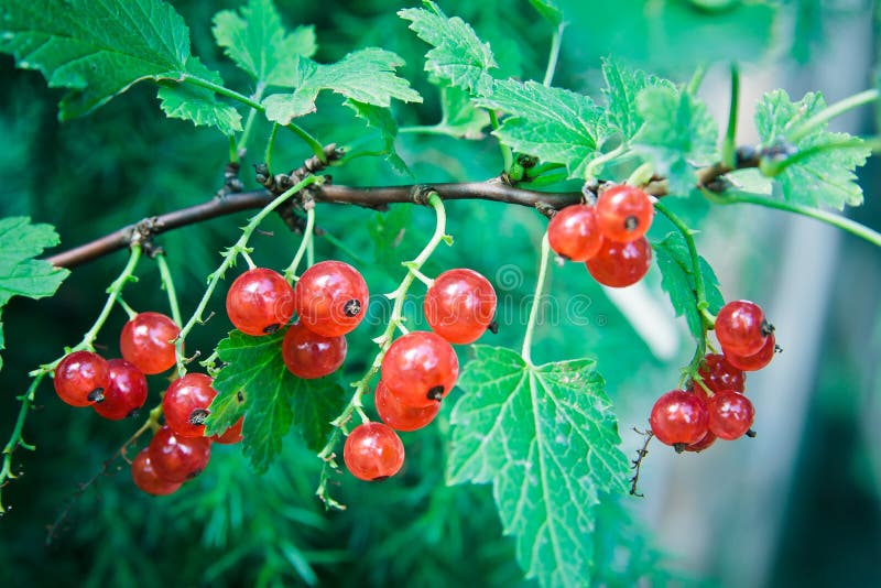 Red currant stock photo. Image of natural, tasty, foliage - 30277696