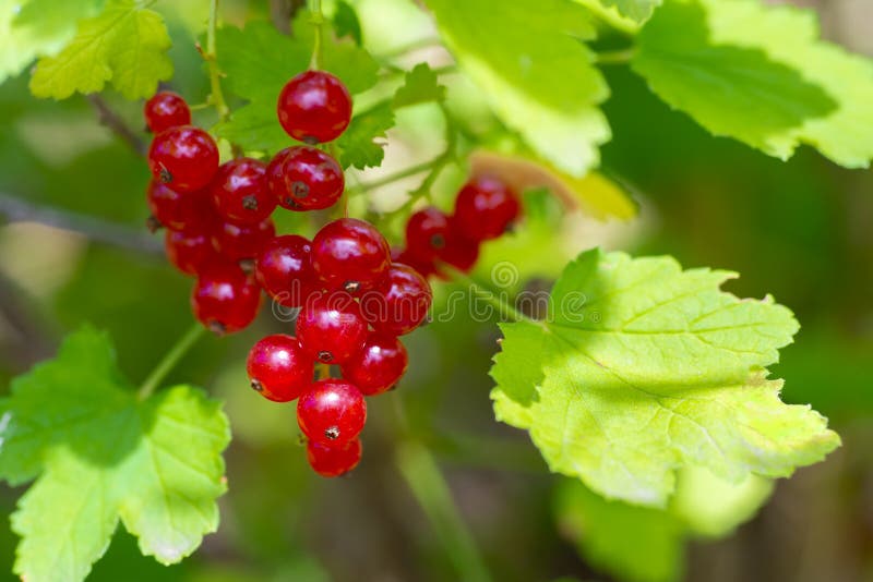 Red Currant Berries Illuminated by Rays of Summer Sun on the Branch in ...
