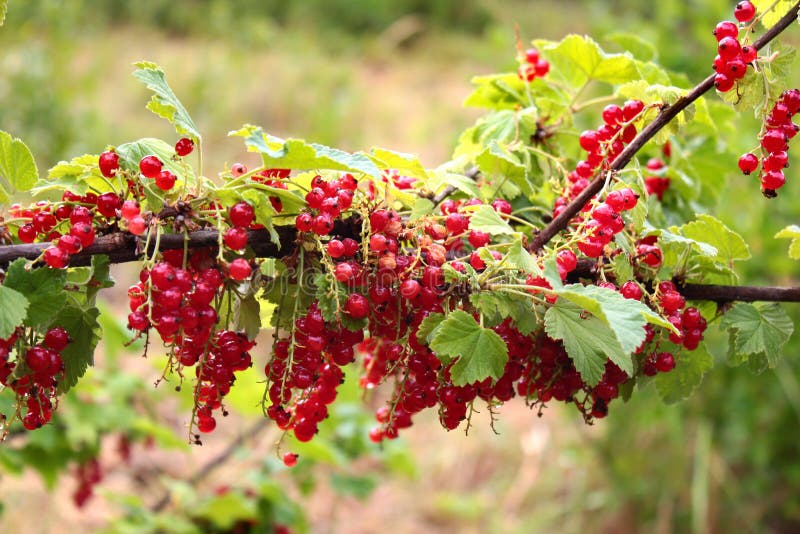Red Currant Berries Ribes Rubrum and Leaves on a Bush Stock Image ...