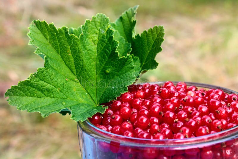 Red Currant Berries Ribes Rubrum with Leaves in a Glass Bowl Stock ...