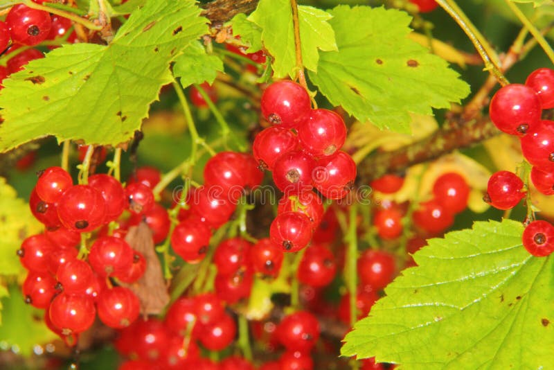 Red currant. Berries. stock image. Image of black, dessert - 36451013
