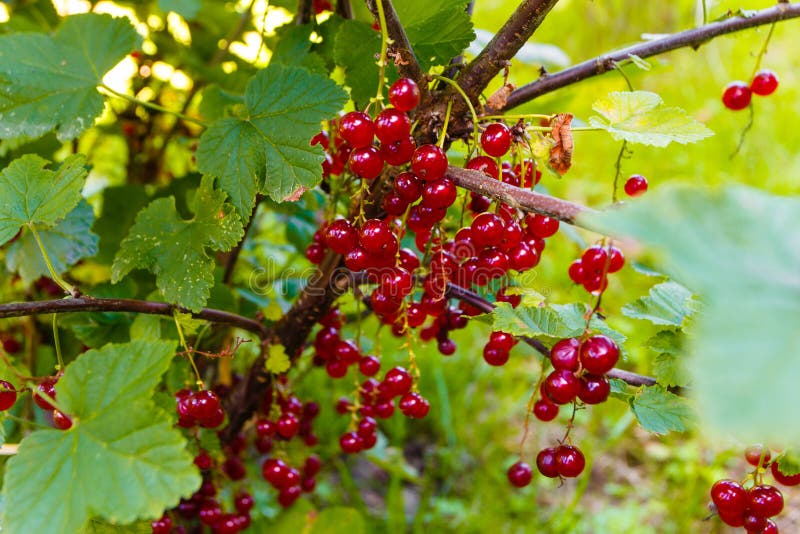 Red Currant Berries Ripening on Branches Macro Stock Photo - Image of ...