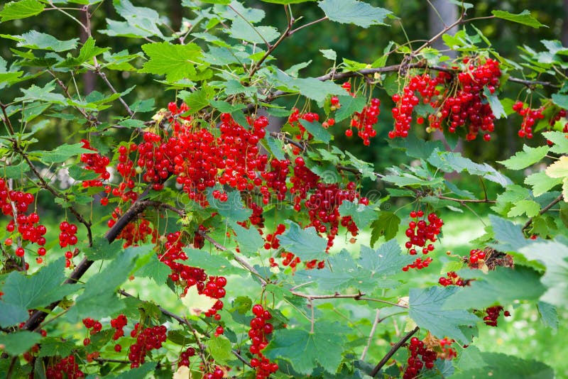 Red Currant Berries Ripening on Bush Stock Image - Image of closeup ...