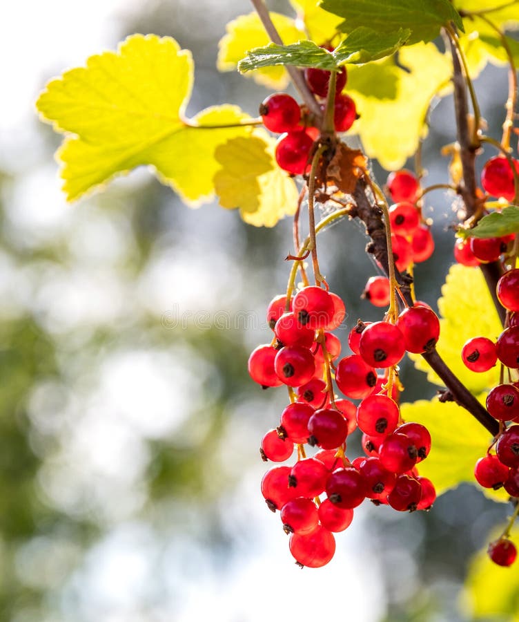 Red Currant Berries with Leaves Symbolizing the Tr Stock Photo - Image ...