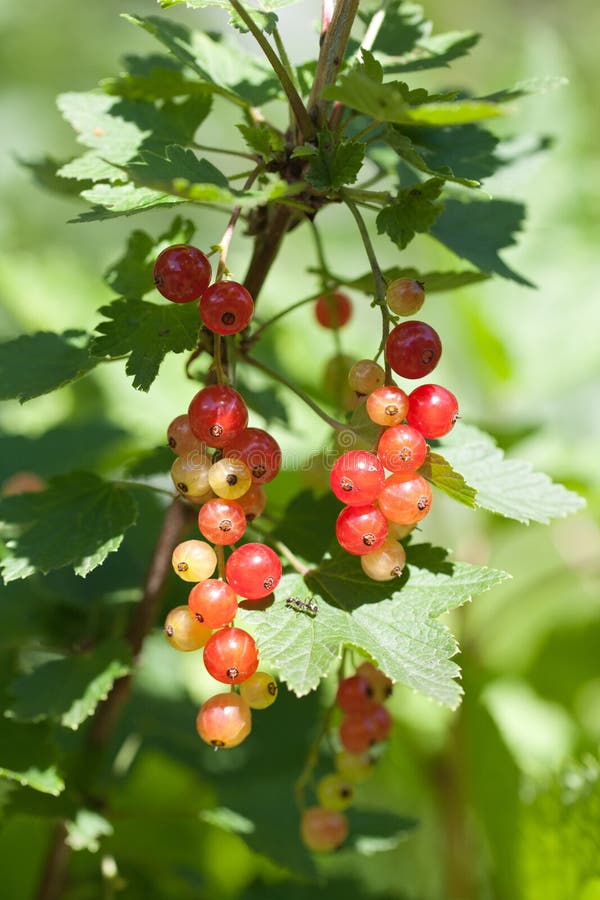 Red currant berries stock image. Image of bunch, bright - 81374229