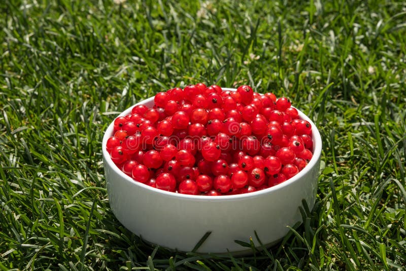 Red Currant Berries on a White Plate in Green Grass Stock Photo - Image ...