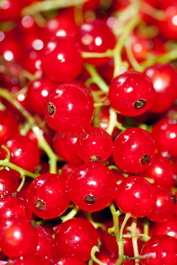 Red currant berry stock photo. Image of nutritional, black - 26244336