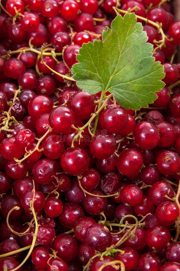 Red Currant Berry As Background Stock Photo - Image of tasty, dessert ...
