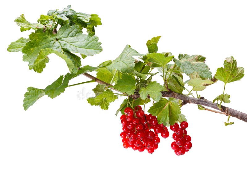Red currant branch stock image. Image of currant, branch - 20425657