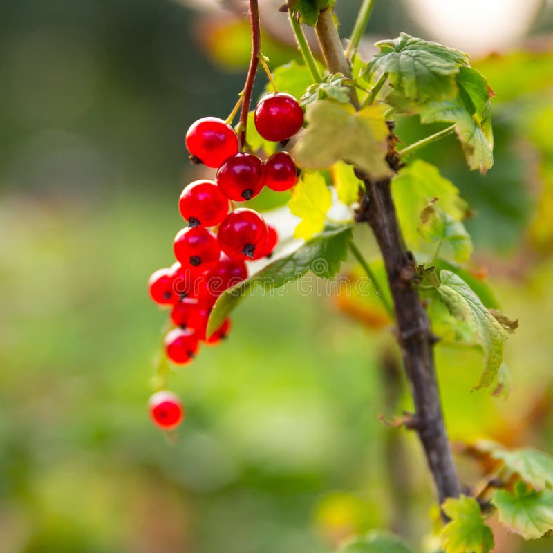 Red currant bush stock image. Image of nature, fruits - 20572231