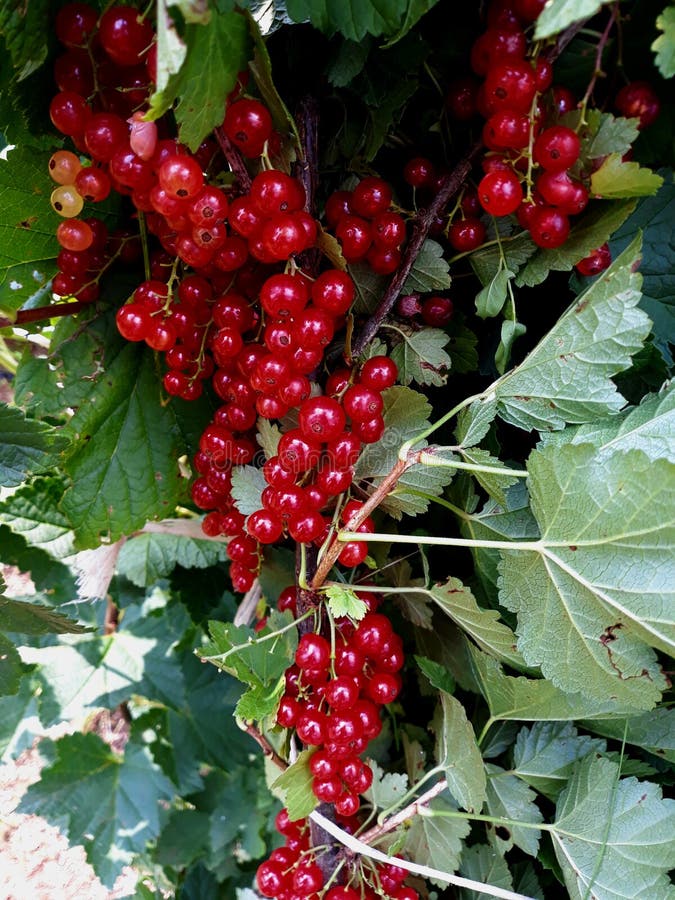 Red currant on the branch stock photo. Image of organic - 173742606
