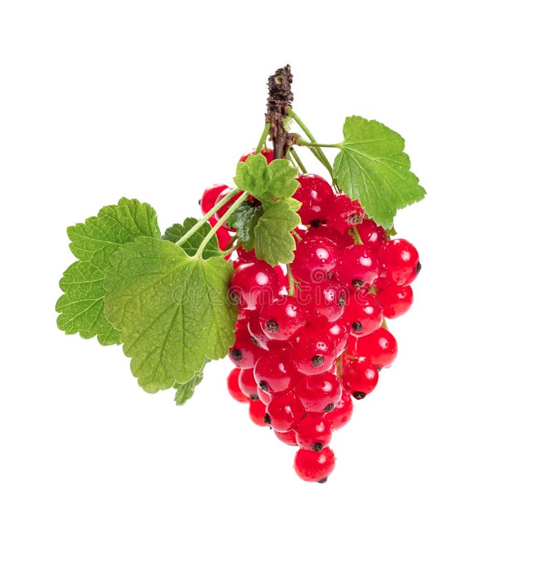 Red Currant Branch Isolated on White Stock Photo - Image of fruit ...