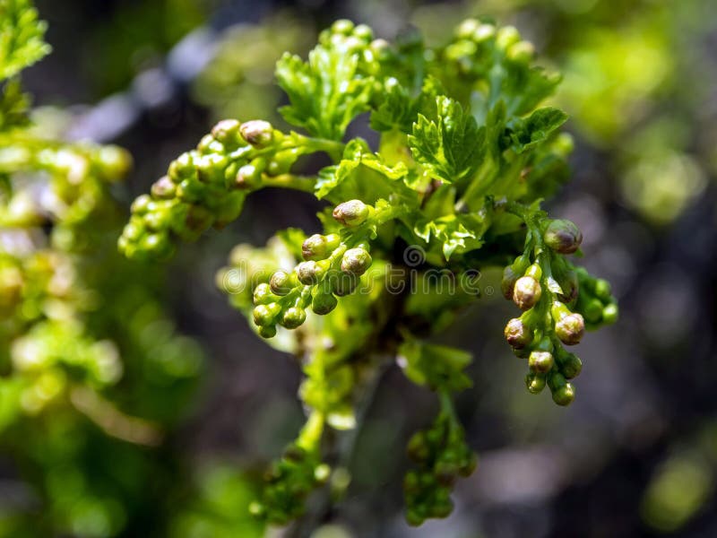 Red Currant Buds Will Soon Bloom, Close-up on the Background of Leaves ...
