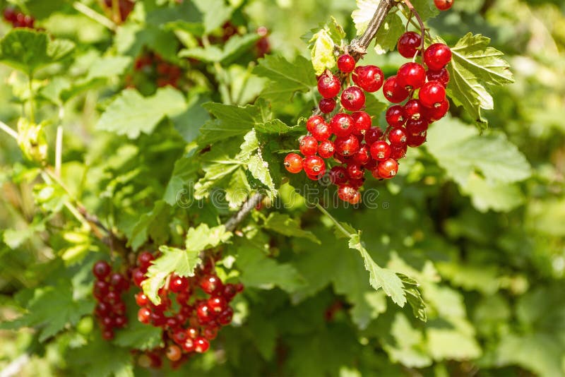 Red Currant, Bush. Home Cultivation Stock Photo - Image of season ...