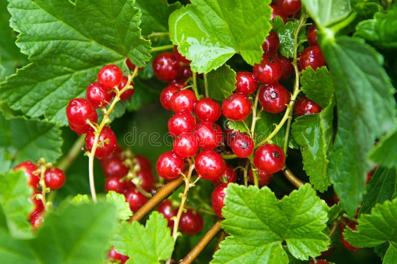 Red Currant On A Bush Picture. Image: 25242943