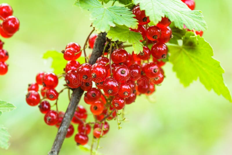 Red currant bush stock image. Image of fresh, growth - 25661915
