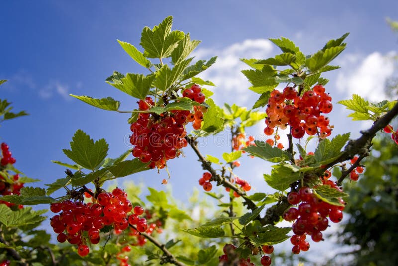 Red currant bush stock photo. Image of trees, currant - 5616400