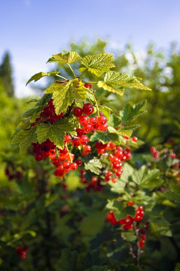 Red currant bush stock image. Image of nature, fruits - 20572231
