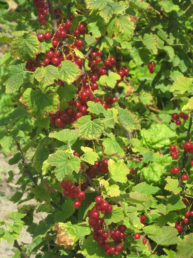Red currant bush stock photo. Image of beautiful, currant - 63870200