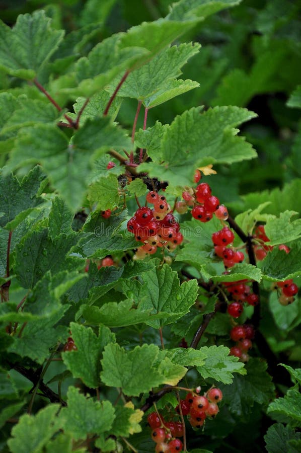 Red Currant Bush with Berries Stock Image - Image of agriculture, flora ...