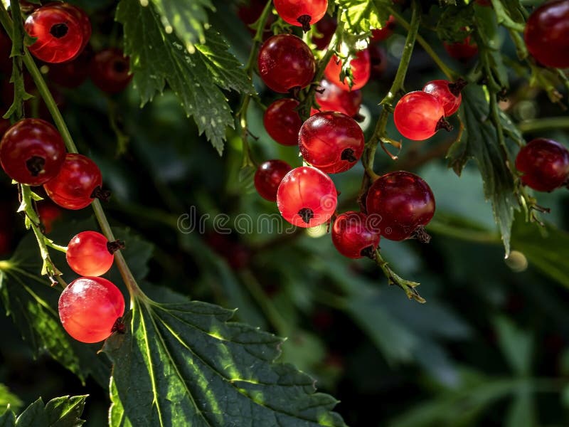 Red Currant on a Bush in the Garden Stock Photo - Image of summer ...
