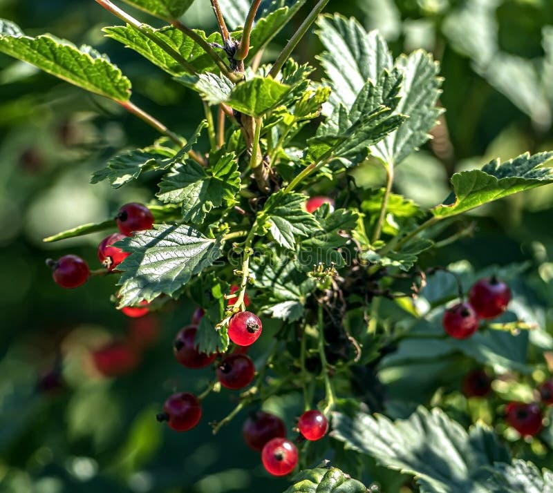 Red Currant on a Bush in the Garden Stock Photo - Image of harvest ...