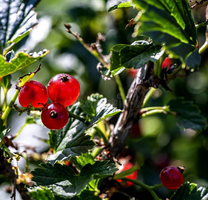Red Currant on a Bush in the Garden Stock Image - Image of leaf, ripe ...