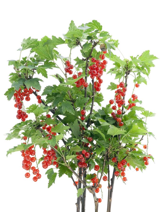 Red currant bush isolated stock image. Image of summer - 20564511