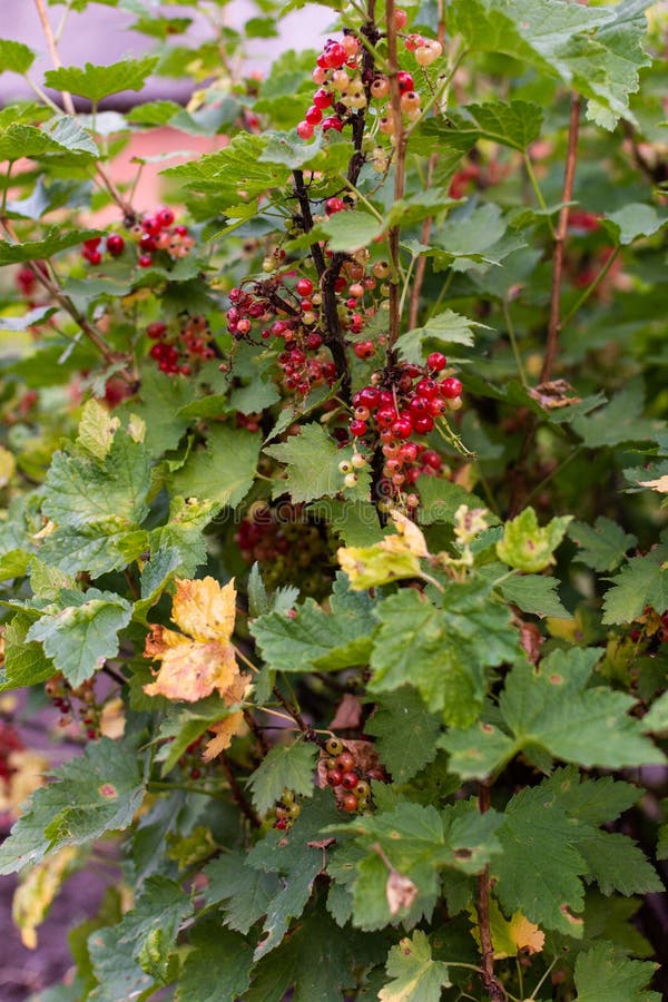 Red currant bush stock photo. Image of leaves, healthy - 151437524