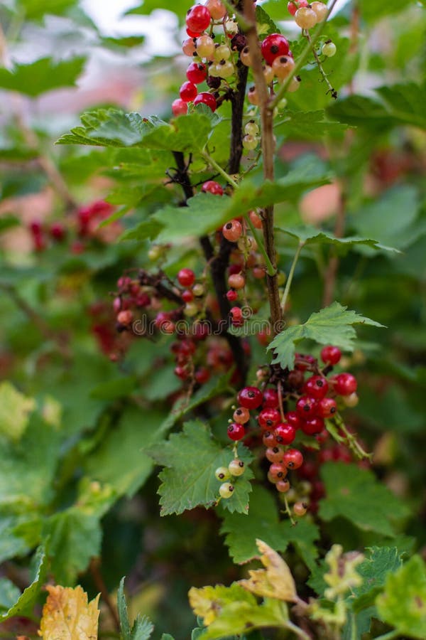 Red currant bush stock photo. Image of leaves, healthy - 151437524