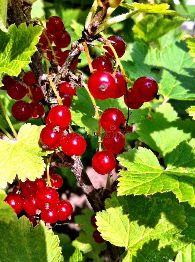 Red currant stock image. Image of currant, plant, ripen - 33199809