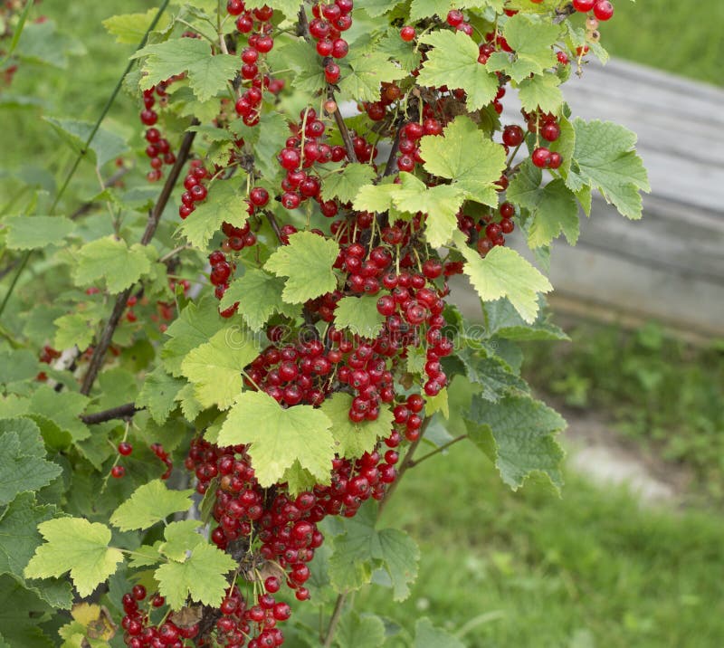 Red currant on the bush stock image. Image of ecological - 42566681