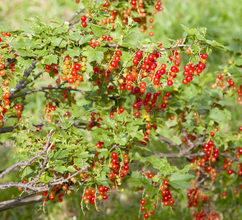 Red currant bush stock photo. Image of health, detail - 42408046