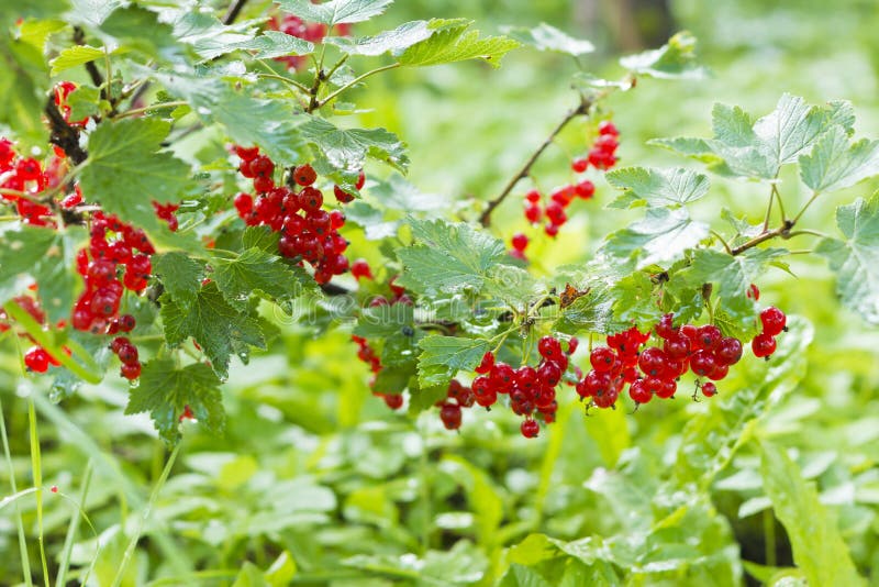 Red Currant Bush in the Summer. Stock Photo - Image of dessert, healthy ...
