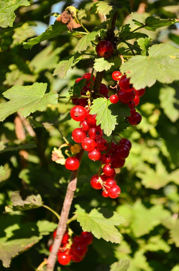 Red currant bush stock photo. Image of wild, leaves, warm - 41997816