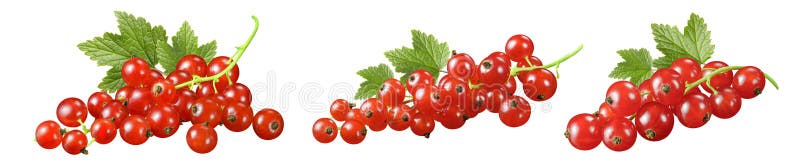 Red Currant Clusters Set Isolated on White Background Stock Image ...