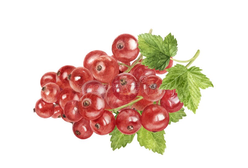 Red Currant Watercolor Illustration Isolated on White Background. Stock ...