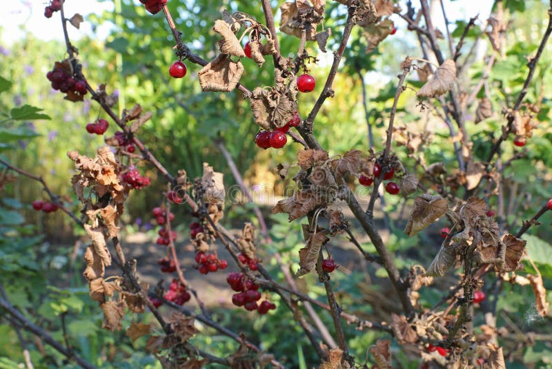 Red Currant Disease. Dried Leaves of Red Currant Stock Image - Image of ...