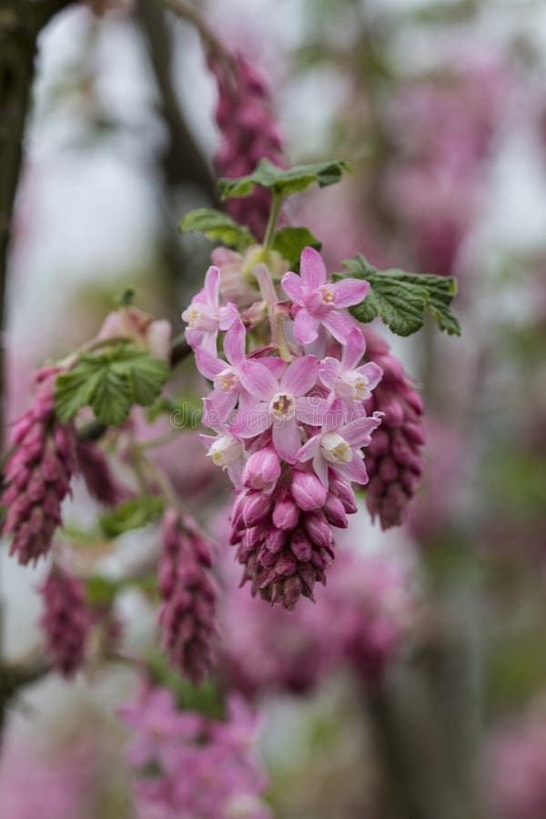 Red Currant Flower Cluster stock photo. Image of floral - 89788258