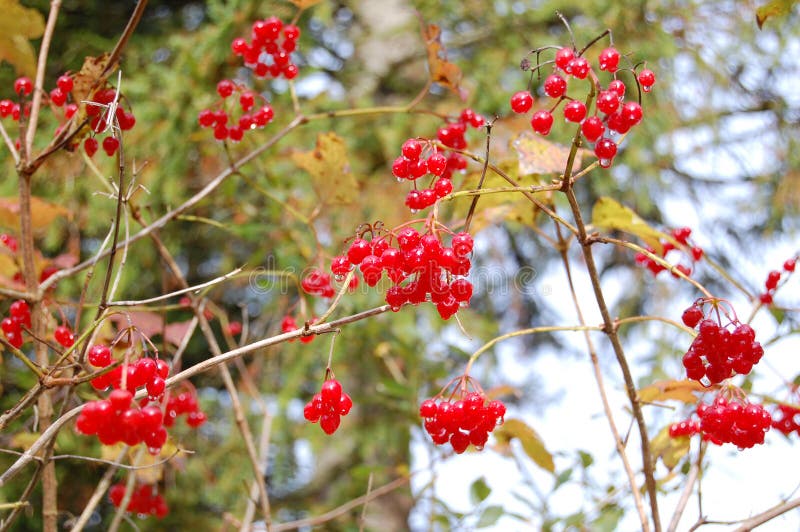 Red currant stock photo. Image of bough, environment - 39818632