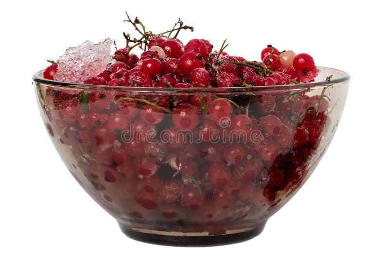 Red currant stock photo. Image of black, bush, isolation - 51135096