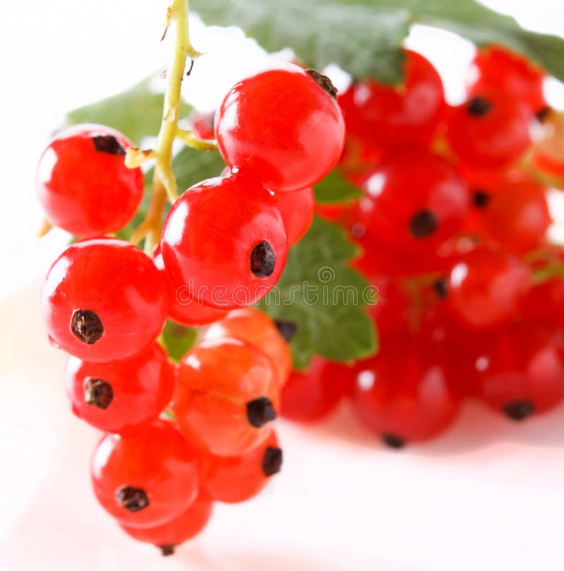 Red currant fruit stock image. Image of diet, botanic - 10536629