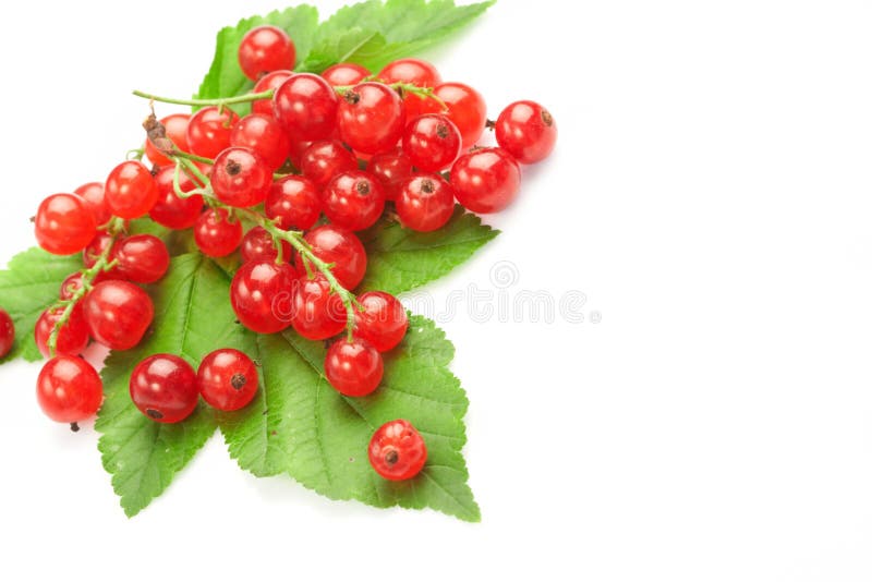 Red currant fruit stock image. Image of leaf, aroma, botany - 11694709
