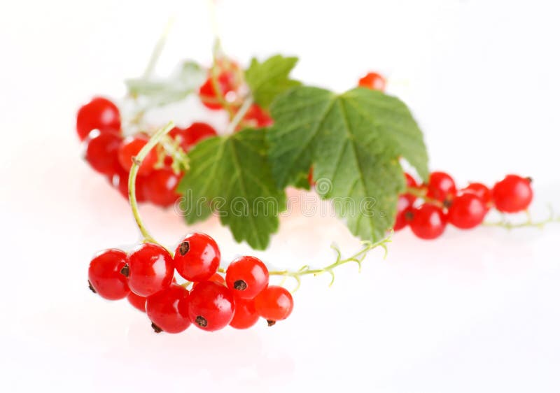Red currant fruit stock image. Image of isolated, edible - 14338295