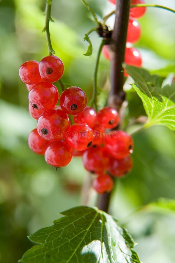 Red Currant Fruit and Green Leaves Stock Image - Image of plant, flora ...